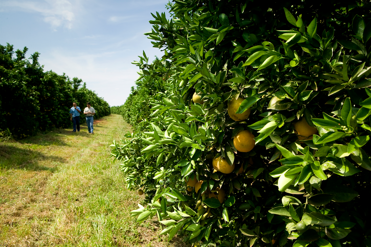 Syngenta Crop Protection | Syngenta Group