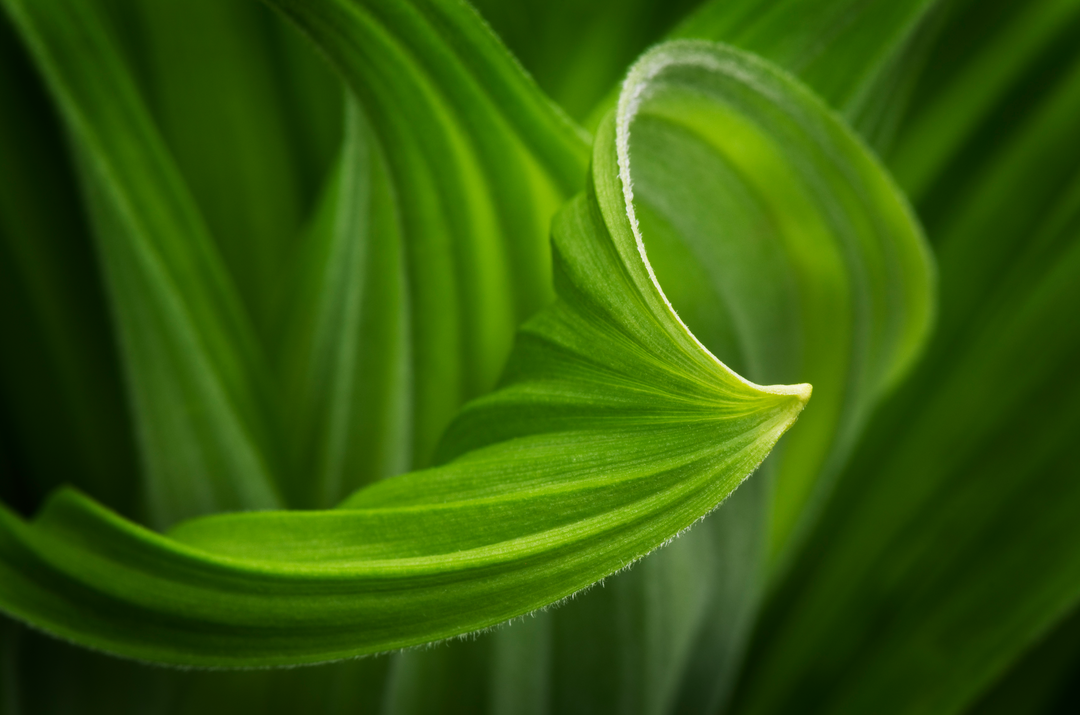 基因组编辑：推进农业可持续发展的可行之路 | Syngenta Group