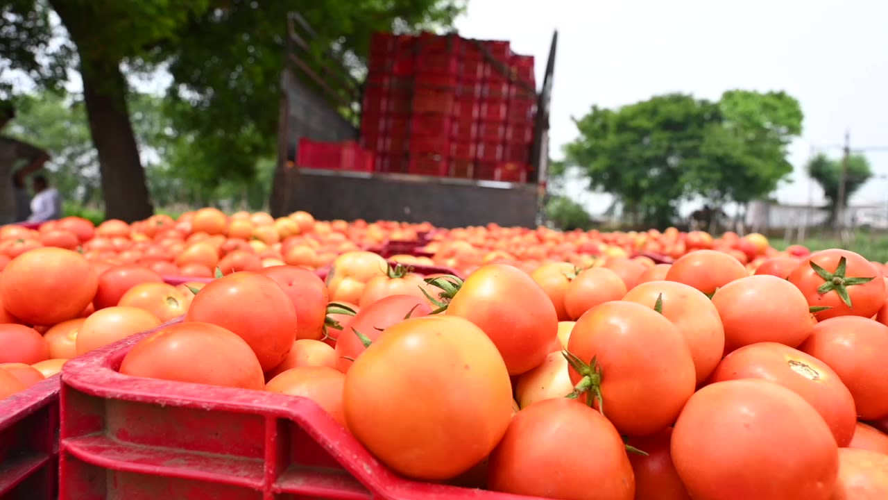 Progressive Indian grower and innovative tomato variety are winning ...