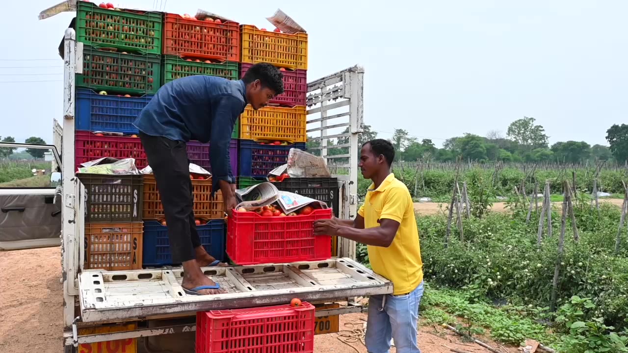 Progressive Indian grower and innovative tomato variety are winning ...