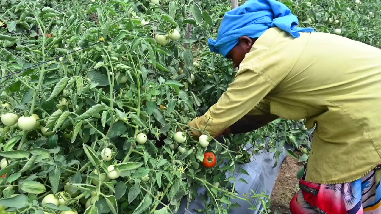 Progressive Indian grower and innovative tomato variety are winning ...