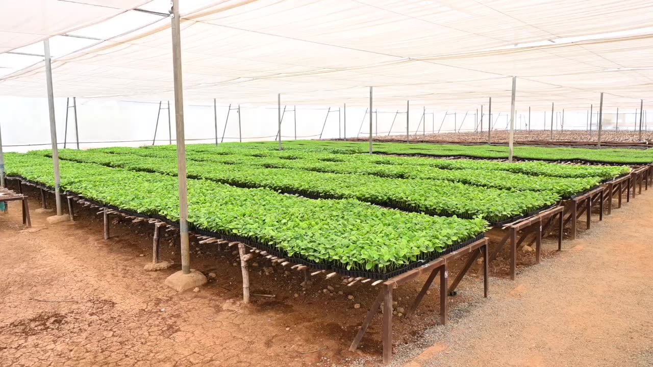 Progressive Indian grower and innovative tomato variety are winning ...