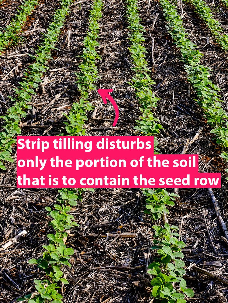 A trailblazer who is rebuilding the soil | Syngenta Group