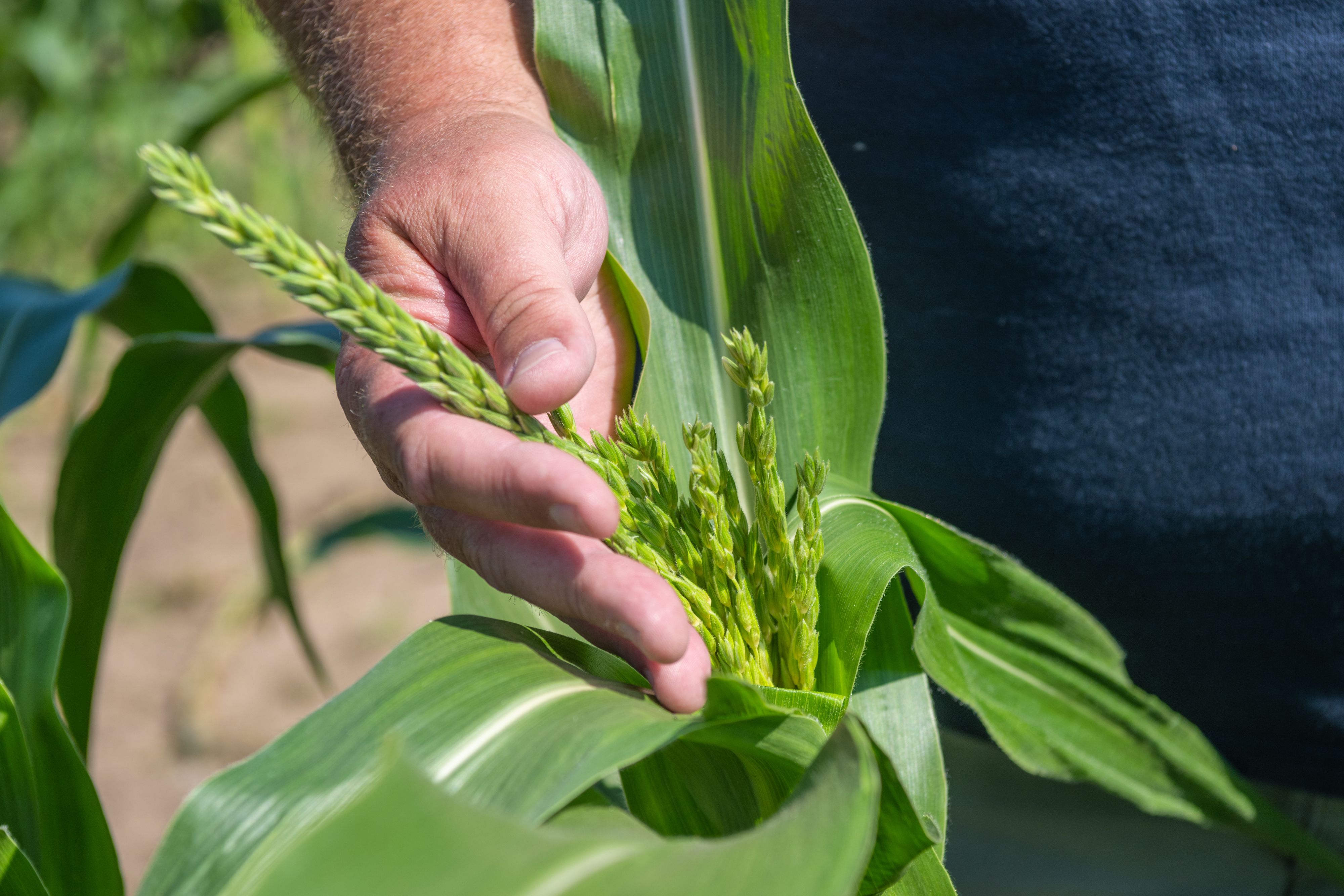 How new tech and family tradition produced a bumper crop in the U.S ...