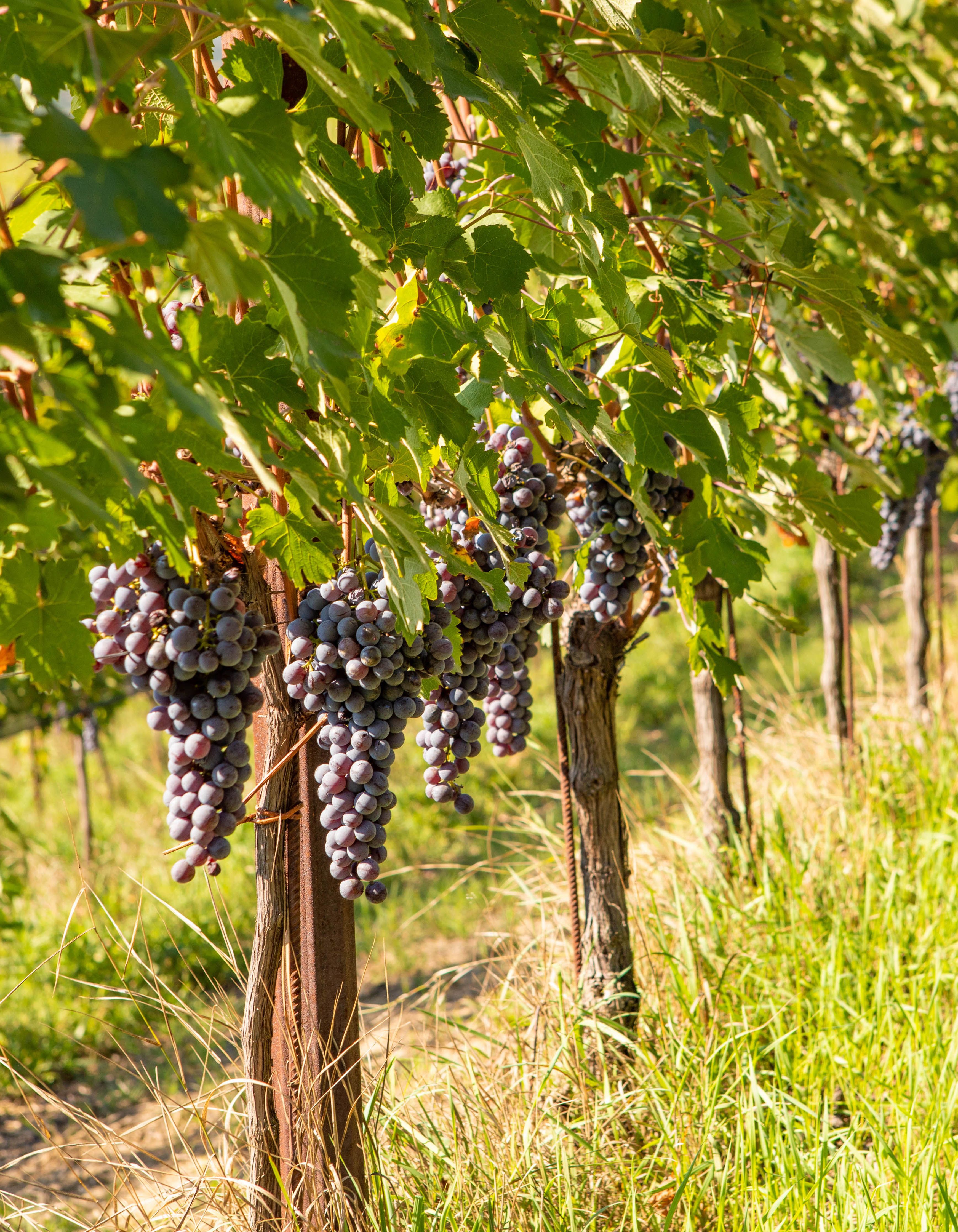 Cultivating sustainability in the ancient craft of winemaking ...