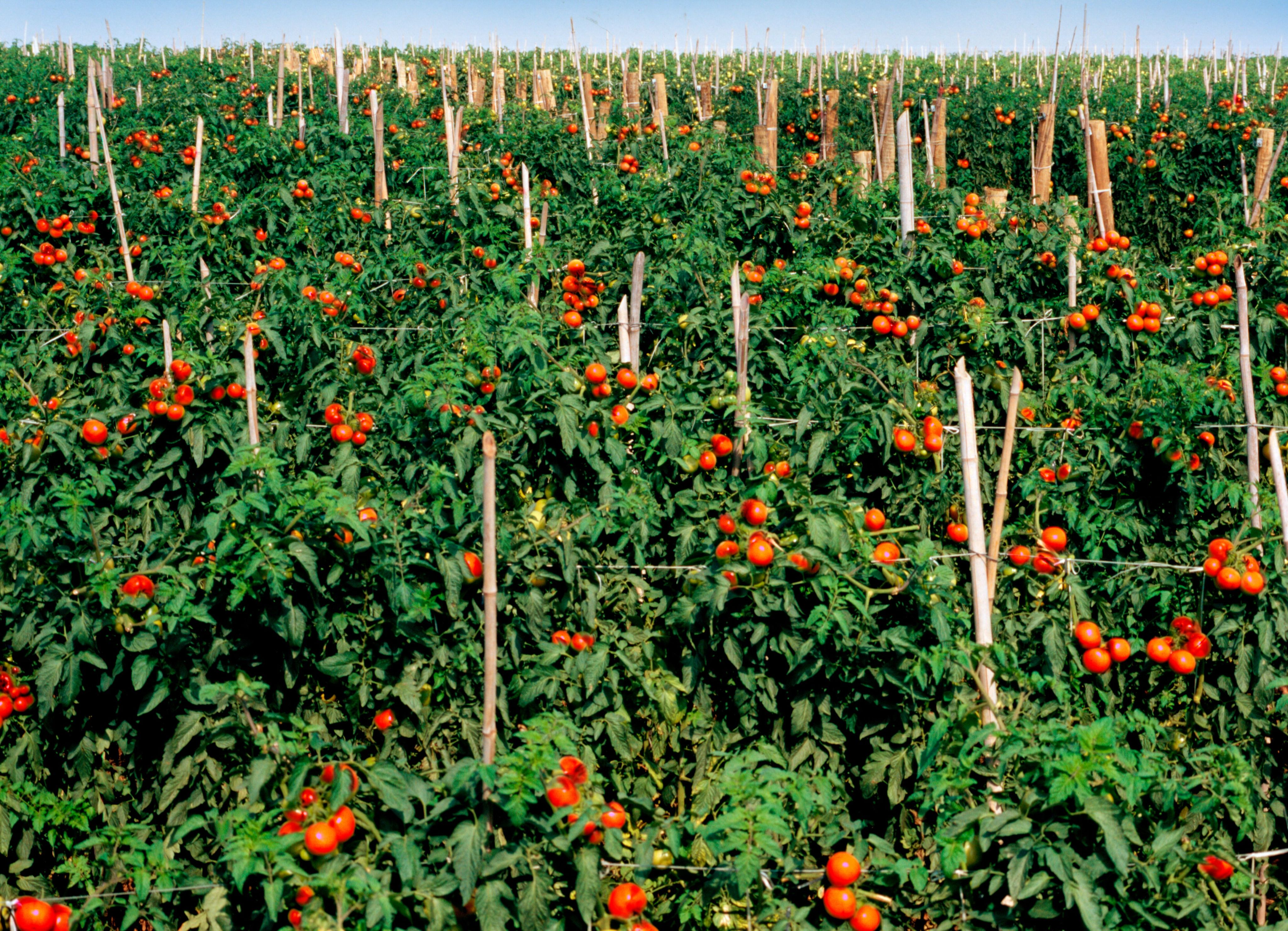 Syngenta's tomato seeds: proving their value to growers everywhere ...