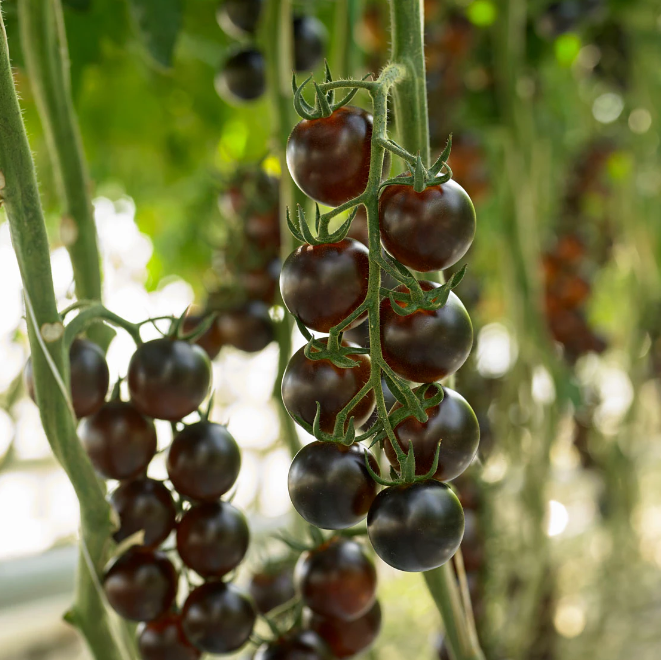 Prizewinning purple “Yoom” redefines the tomato | Syngenta Group