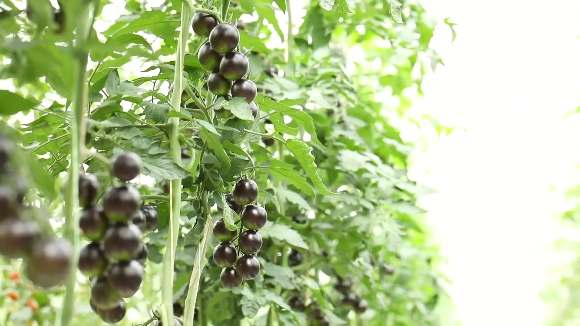 Prizewinning purple “Yoom” redefines the tomato | Syngenta Group