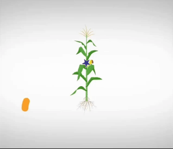 The HI-Edit breakthrough | Syngenta Group