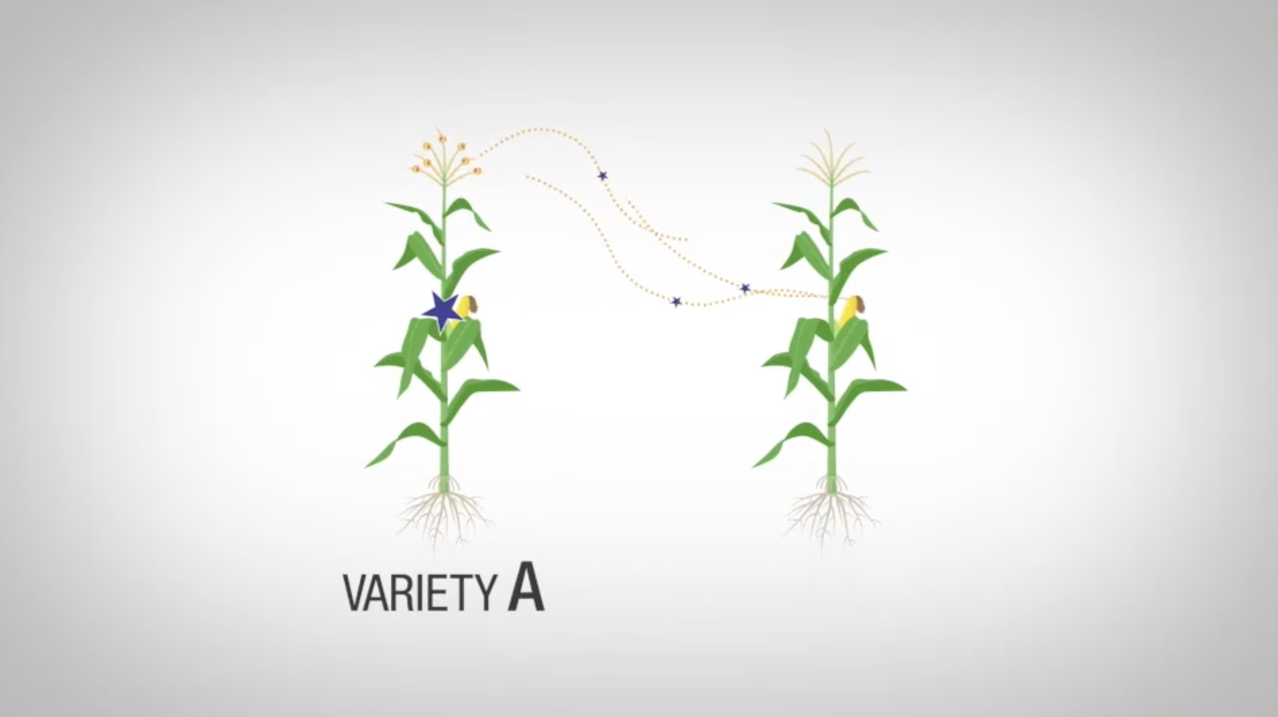 The HI-Edit breakthrough | Syngenta Group