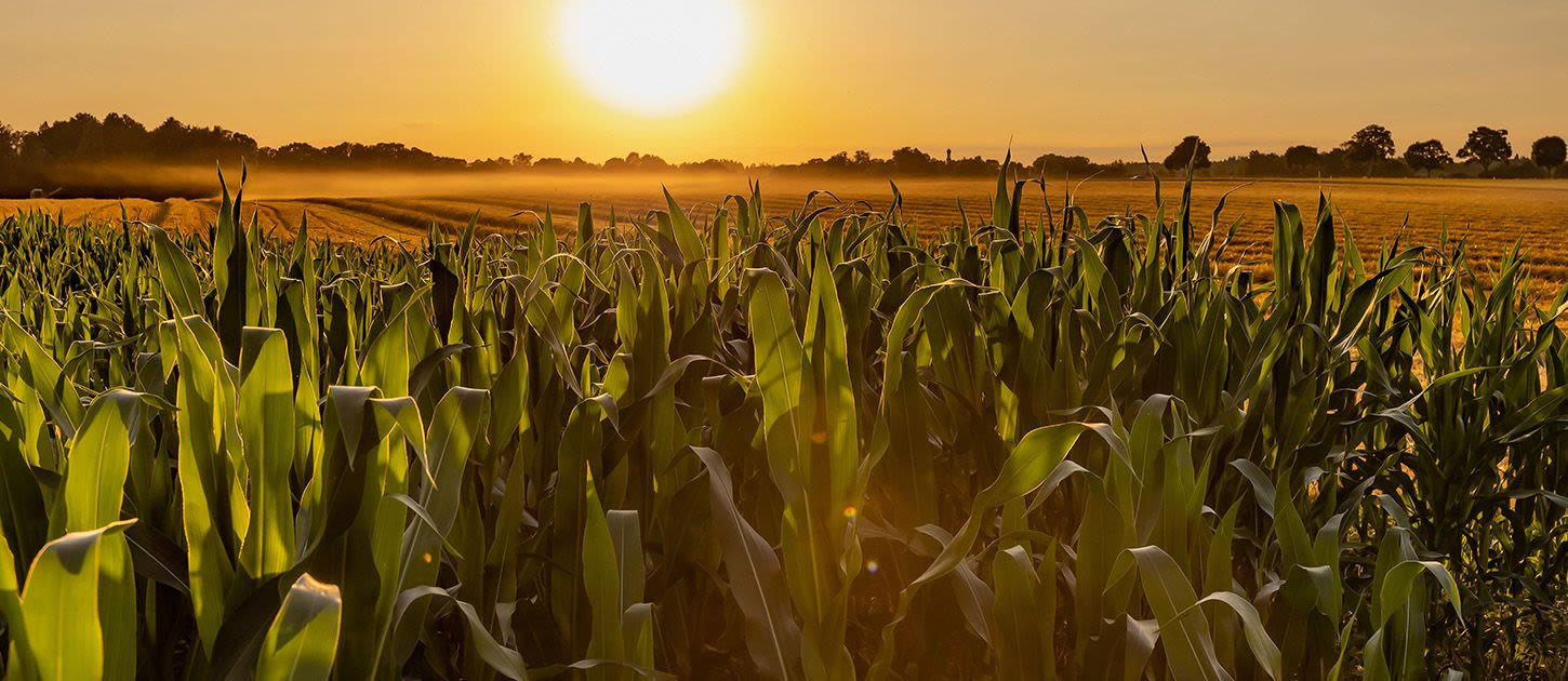 The HI-Edit breakthrough | Syngenta Group
